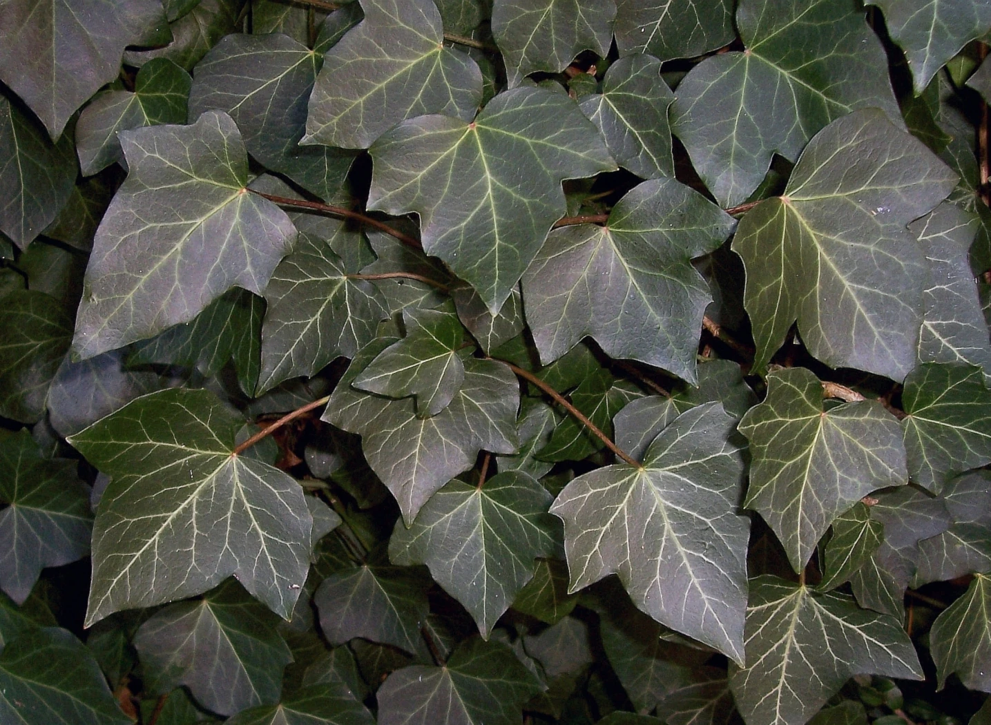 Hedera helix - Houseplant Wiki