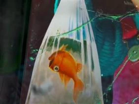 Chuckles (Finding Nemo) - Pixar Wiki - Disney Pixar Animation Studios