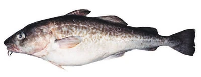Pacific Cod - Puget Sound Wiki