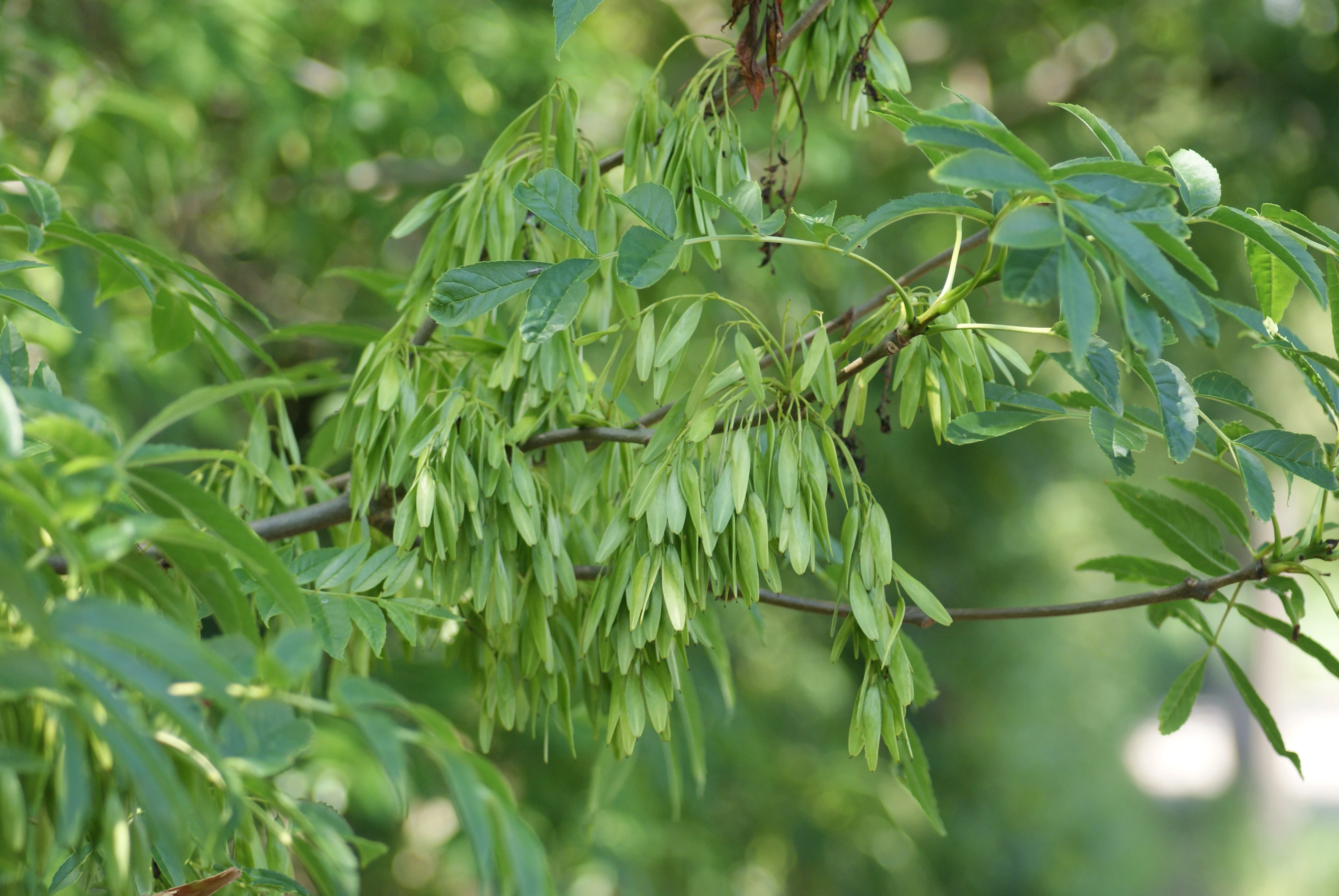 Common Ash - British Wildlife Wiki