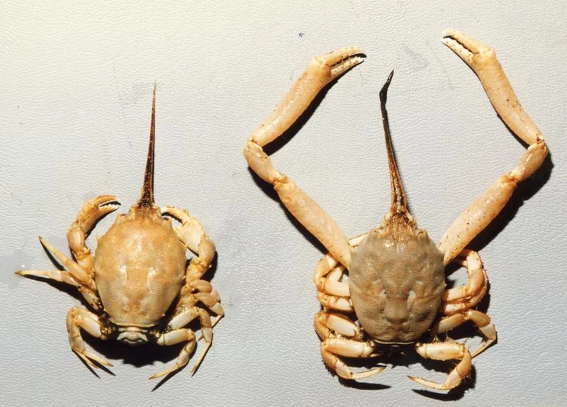 Masked Crab - British Wildlife Wiki