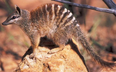 Il Numbat