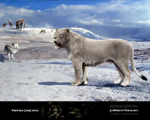 Cave lions hunted bears - Page 15 - Animal vs Animal