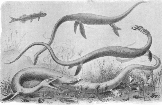 Elasmozauroid – King Kong Wiki