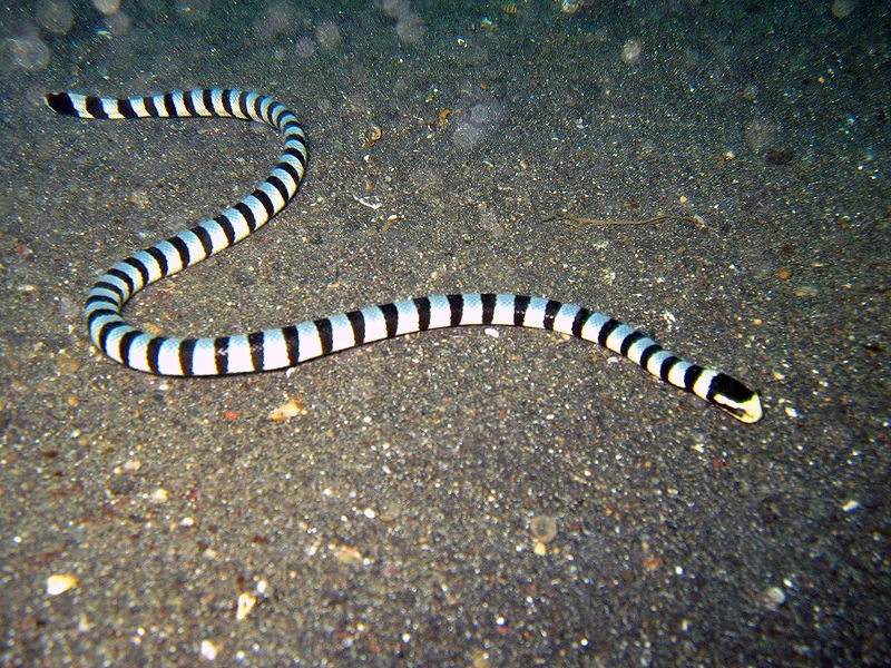 Colubrine Sea Krait - Animal Database