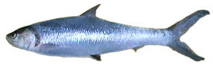 Milkfish - Wii Fishing Resort Wiki