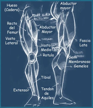 El muslo - Wiki COMPONENTES DEL CUERPO HUMANO