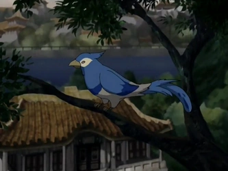 Blue jay - Avatar Wiki, the Avatar: The Last Airbender resource