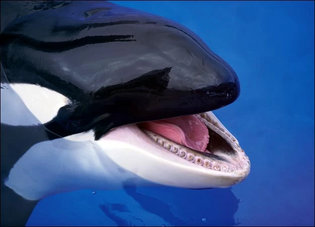 Orca - Wiki Reino Animalia