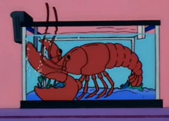 My dwarf crawfish less than a minute after molting. : r/Aquariums